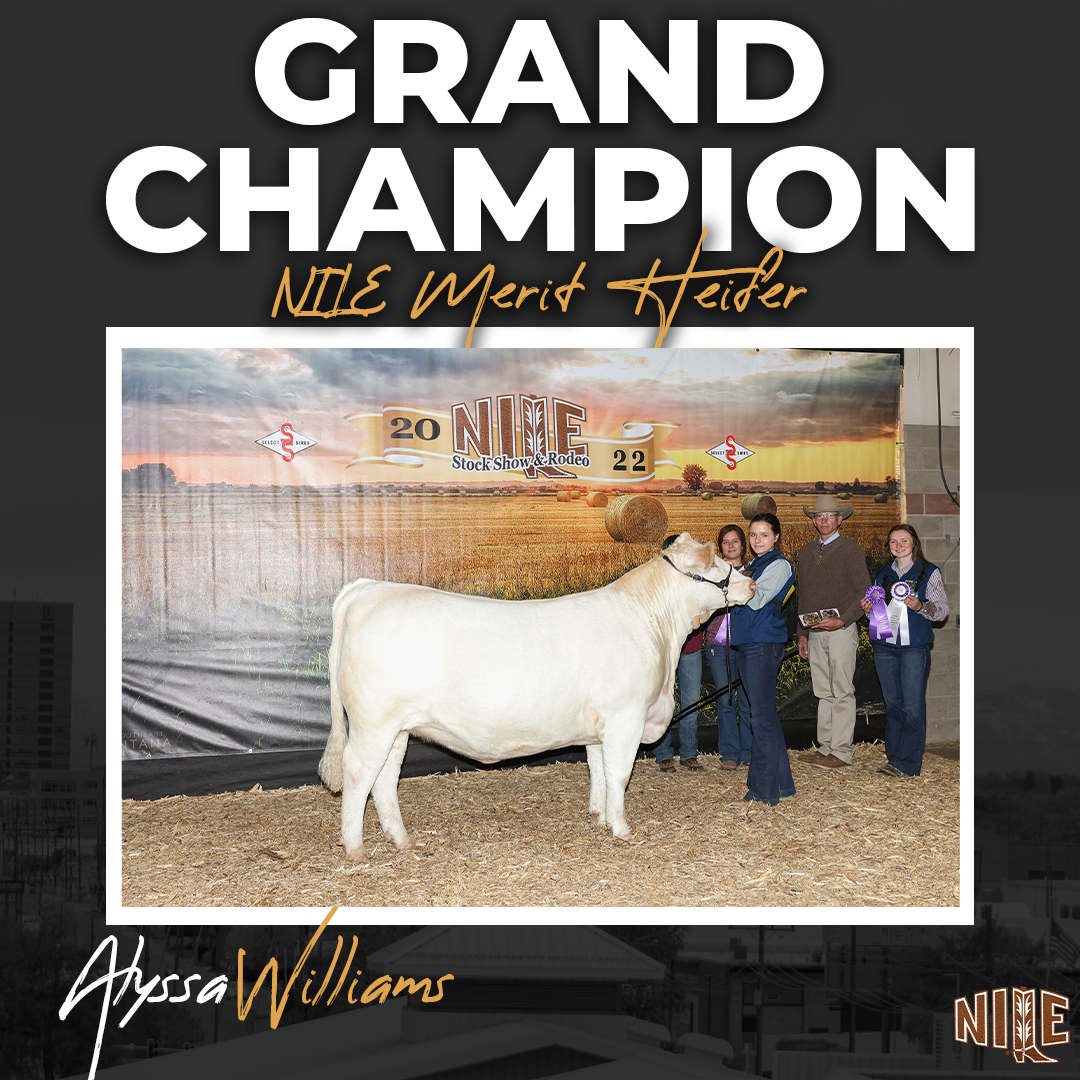 ch merit heifer | NILE