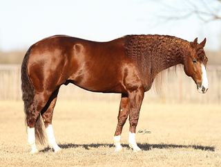 Stallion Programs | NILE