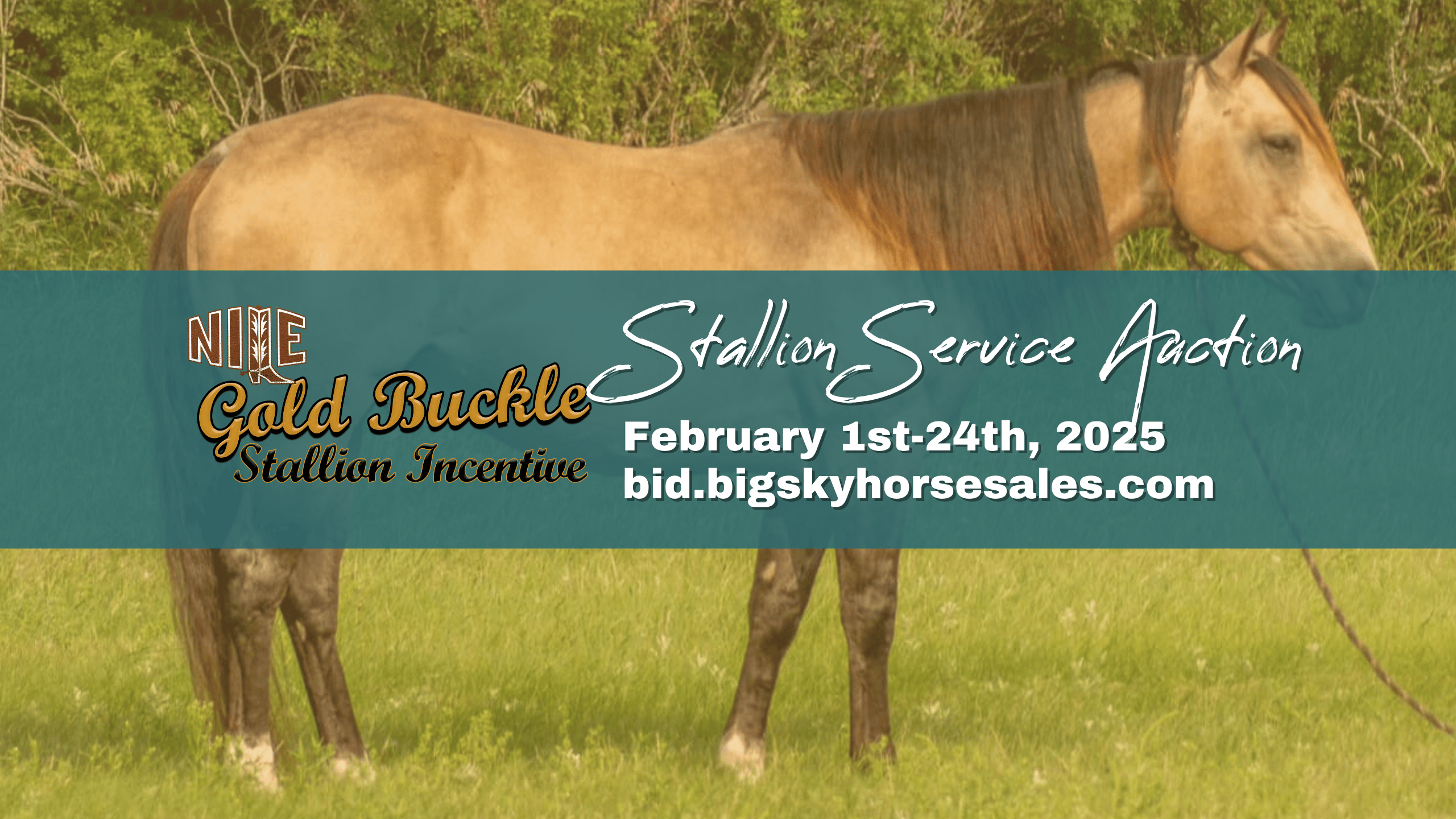 Stallion Service Auction February 1st-24th, 2025 | NILE